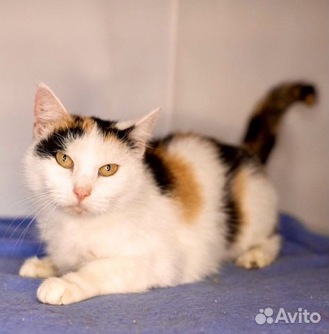 Трехцветная киса на счастье