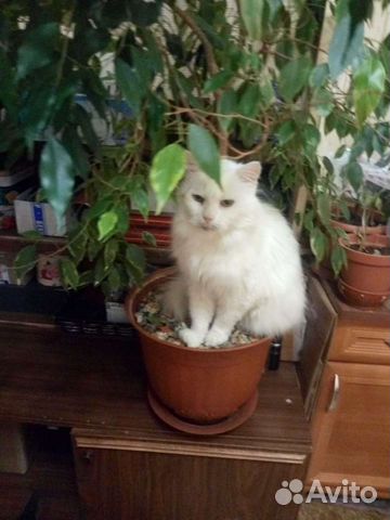 Кот Лаки