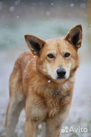 Пёс Лис ищет дом