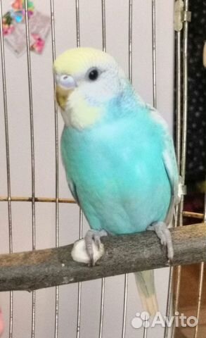 Волнистики черноклювики