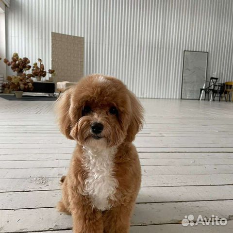 Щенки premium мальтипу F1