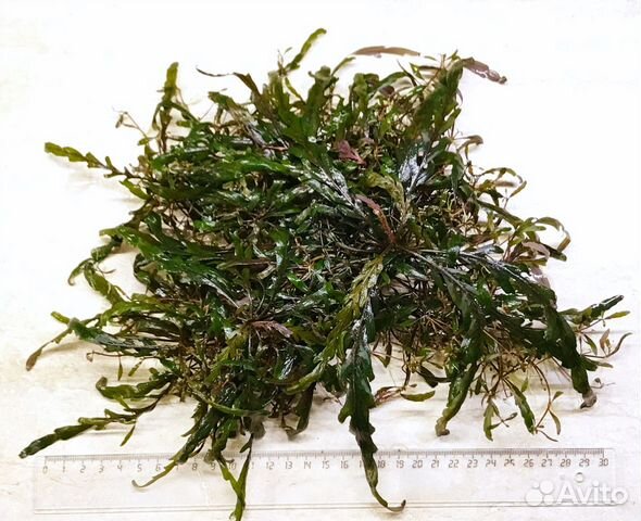 Гигрофила Пиннатифида