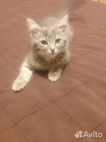 Котята в добрые руки бесплатно