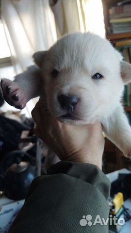 Собаки в дар бесплатно