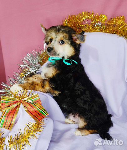 Трехцветный пуховичок, мальчик