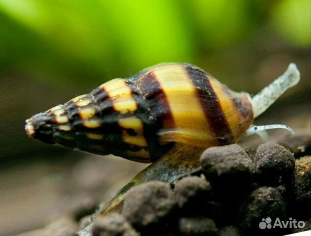 Улитка Хелена