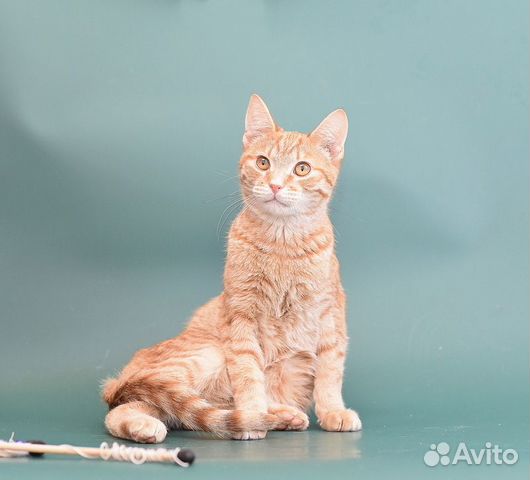 Котик Огонёк ищет семью