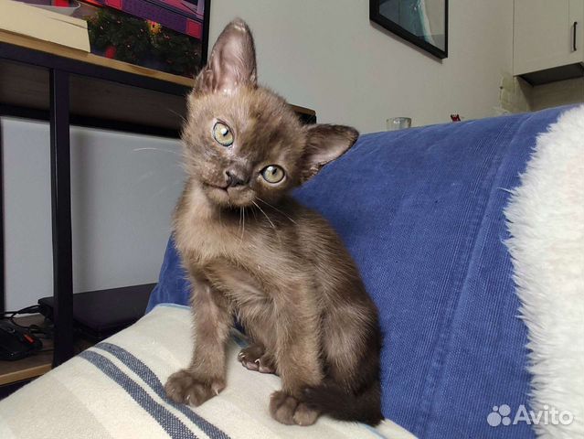 Бурманские малыши