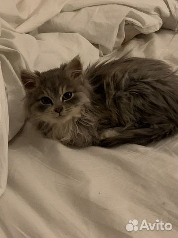 Котенок
