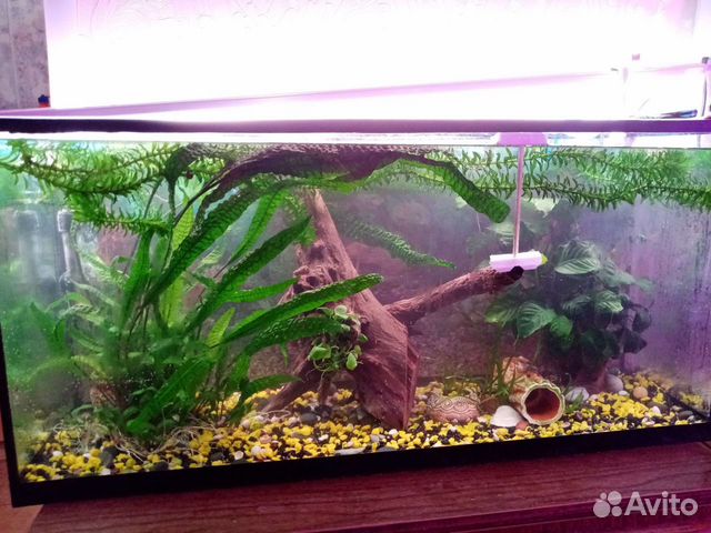 Криптокорина,Элодея,Роголистник