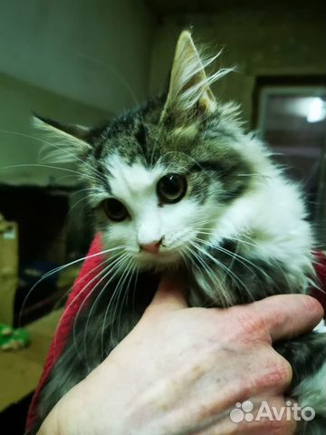 Котенок очень ищет дом