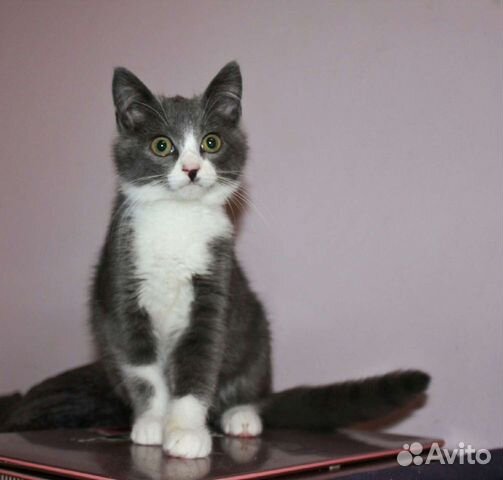 Котята в добрые руки бесплатно