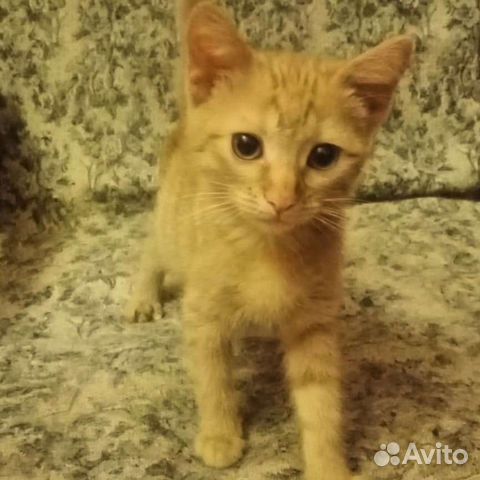 Котёнок в добрые и ответственные ручки