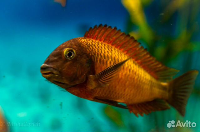 Трофеус иланги