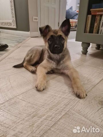 Малинуа в добрые руки