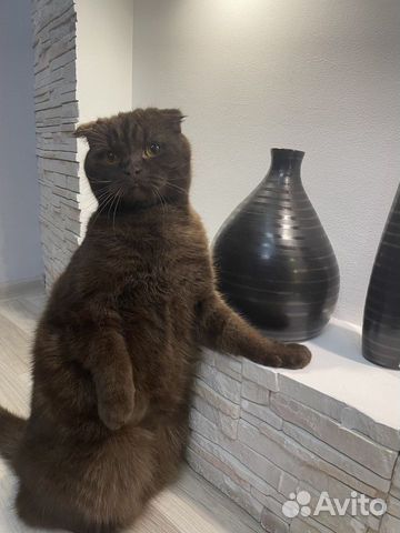 Британский кот Юджин Муратти