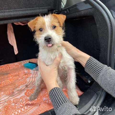 Джек рассел поиск хозяев