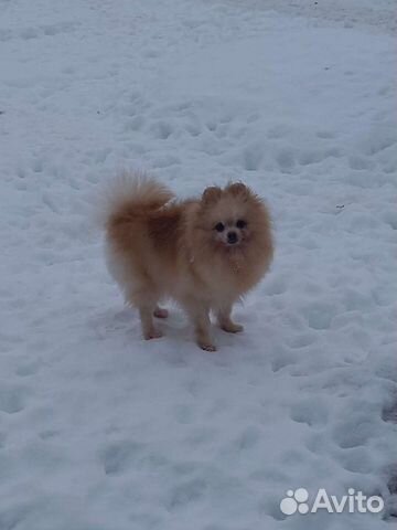 Померанский шпиц девочка