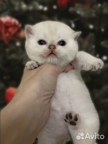 Шотландские котята разных окрасов