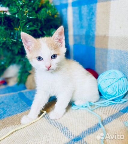 Ищет свою семью и дом котенок Валли