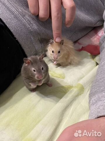 Сирийские хамячки