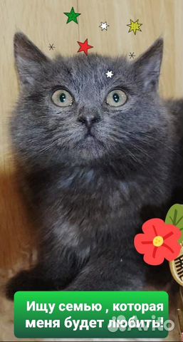 Котёнок айс, 3 мес., метис, серебристо- дымчатый