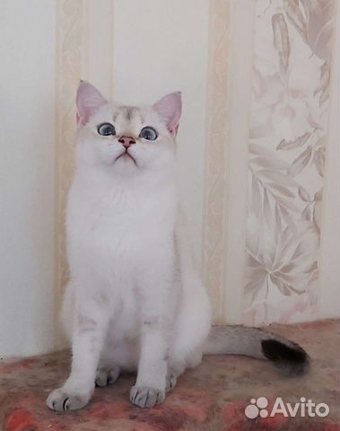 Британская кошка