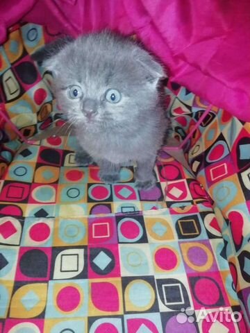 Вислоухая британка