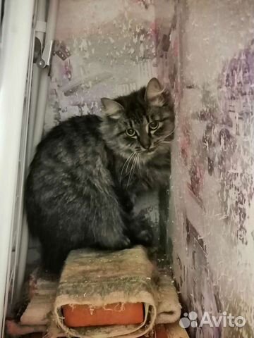 Сибирская кошка Жемчуженка