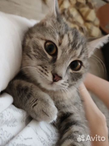 Тигровая кошечка