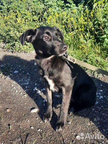 Щеночек Яшка в добрые руки