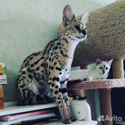 Кошка Саванна ищет жениха
