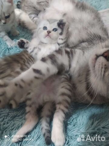 Шотландские котята