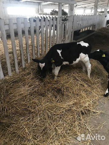 Телята. Бычки