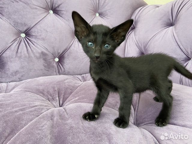 Ориентальные котята