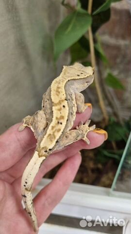 Реснитчатый бананоед