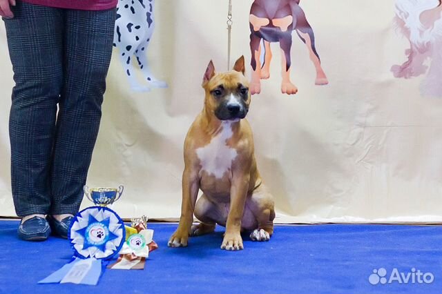 Щенок американского стаффтерьера