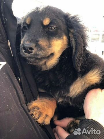 Собака в добрые руки