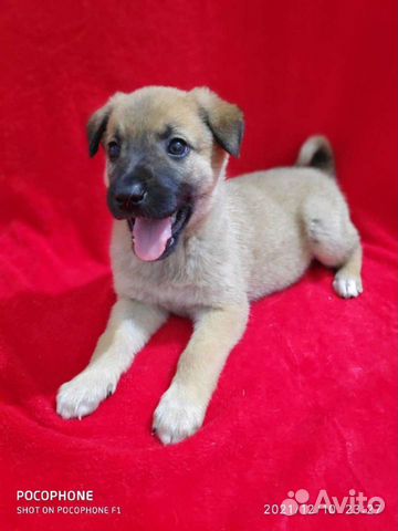 Крошка шеночек девочка 1,5 месяца бесплатно