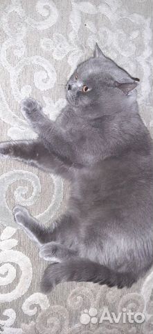 Красивый кот в любящие руки