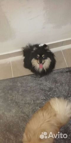 Подрощенные щенки средний и карликовый шпиц. Докум