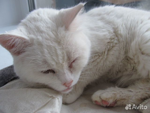 Котята в добрые руки бесплатно