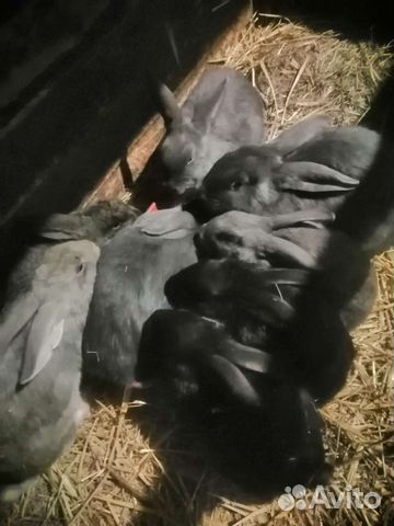 Кролики обыкновенный