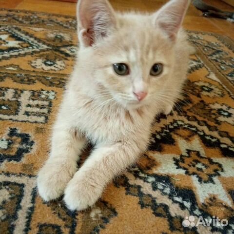 Котенок рыжий, палевый, спасенный из подвала