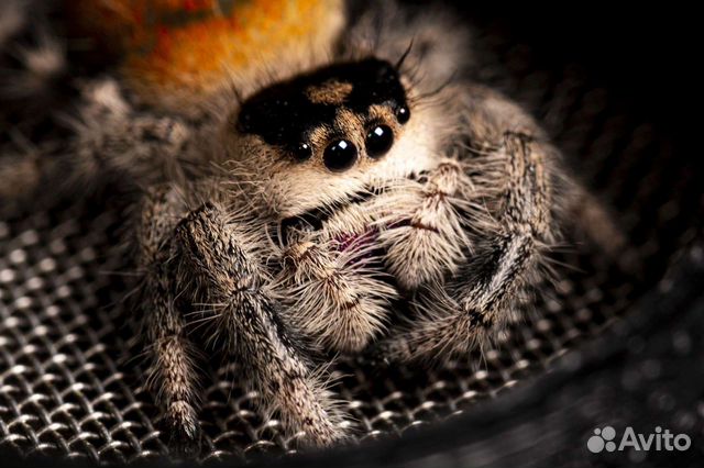 Паук скакунчик