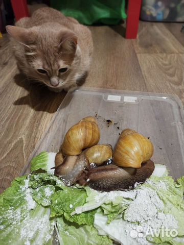 Улитки ахатины бесплатно