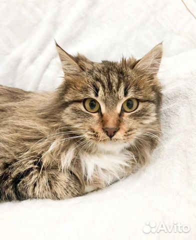 Пушисточка котёнок Маковка в добрые руки