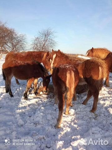 Жеребята русские тяжеловозы