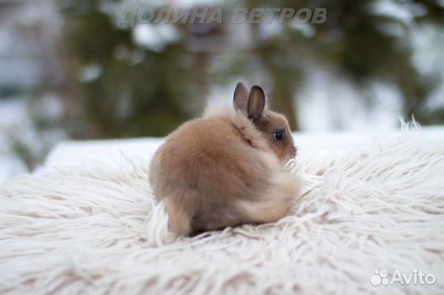 Львиноголовая девочка кролик супер мини 2 месяца