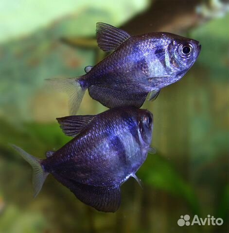 Тернеции черные